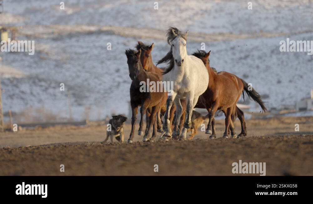 Panning Shot Of Horses Running Alongside Dogs Near Houses Against ...