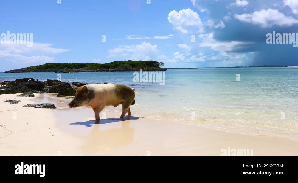 Static video of a pig walking on a beach in Exuma in the Bahamas on Pig ...