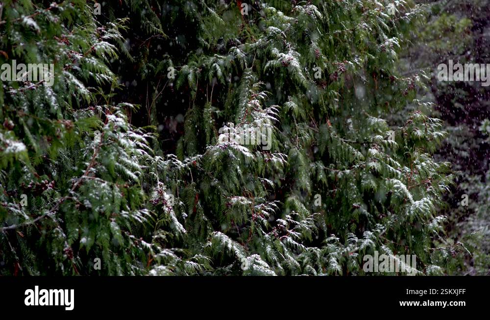 Droopy leaves Stock Videos & Footage - HD and 4K Video Clips - Alamy