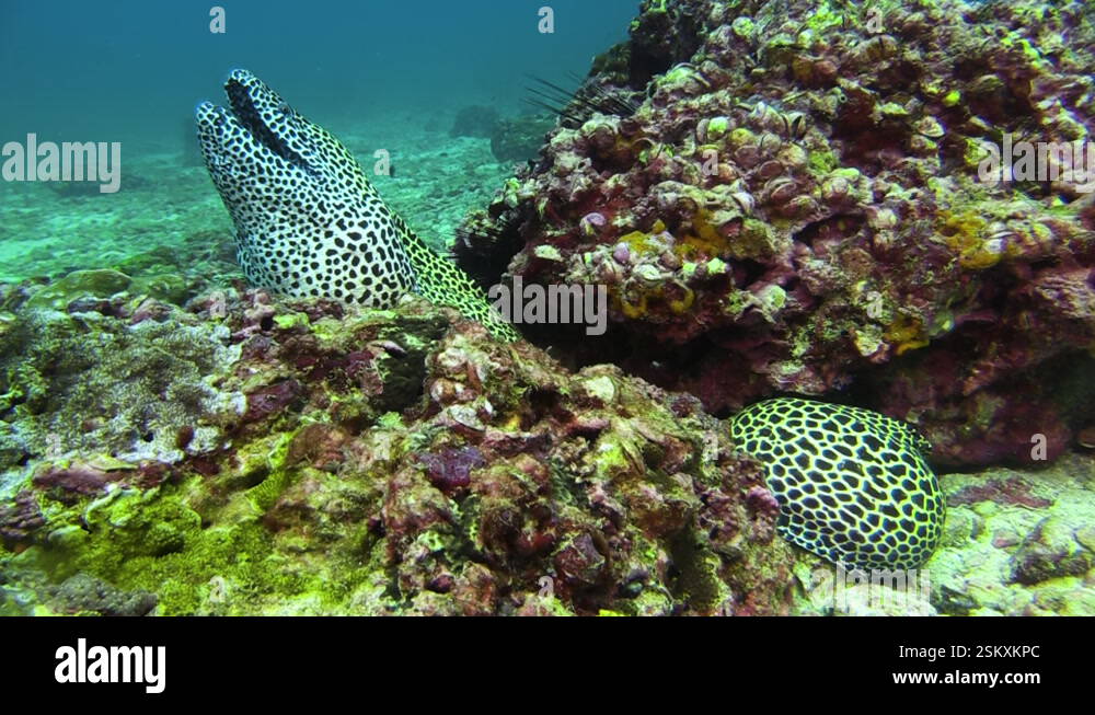 Head large giant moray Stock Videos & Footage - HD and 4K Video Clips ...