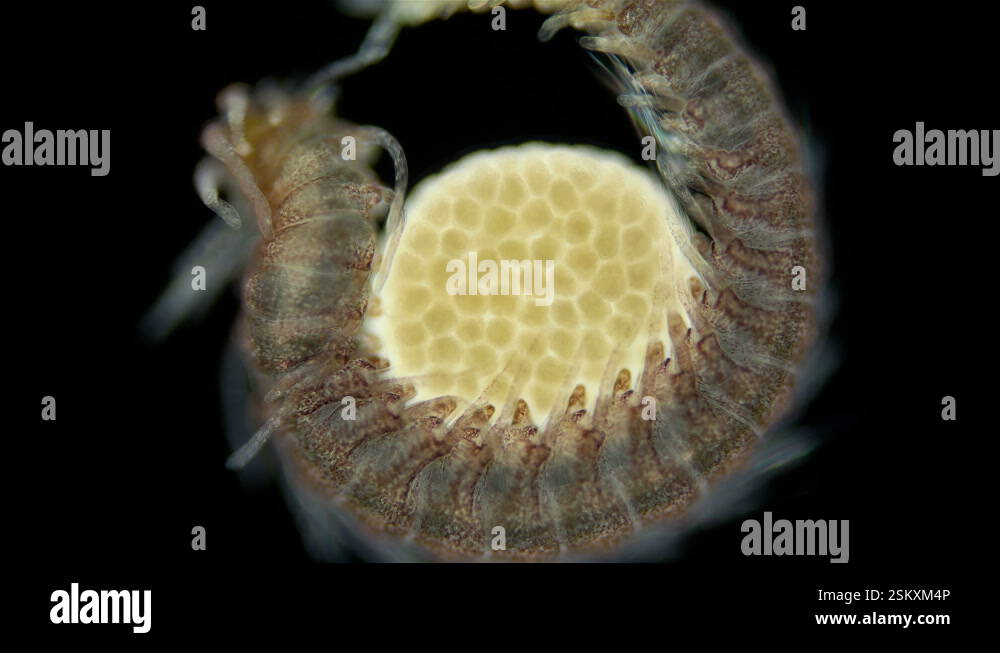 Female polychaete worm Myrianida prolifera under microscope, family ...
