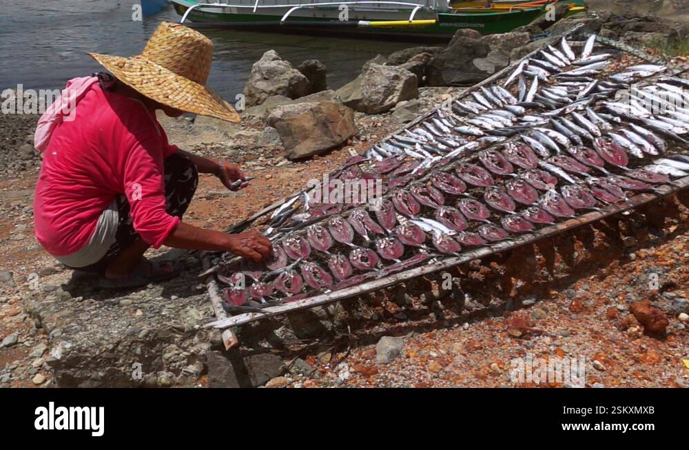A local fisherman sun drying fish using natural solar energy for sale ...