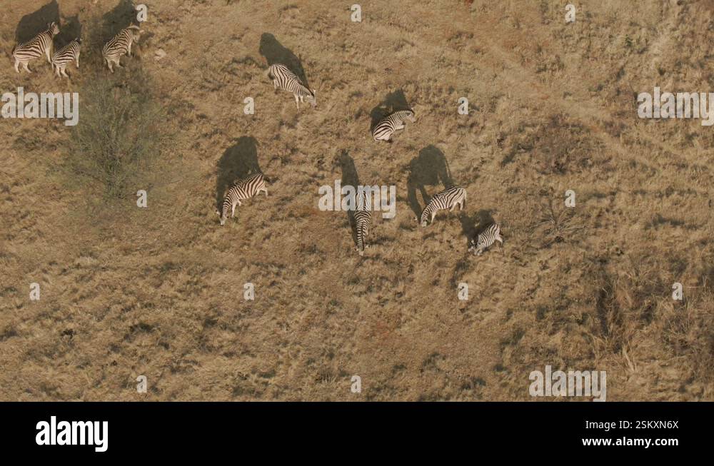 Drone aerial birds eye of Zebra herd casting long shadows Stock Video ...