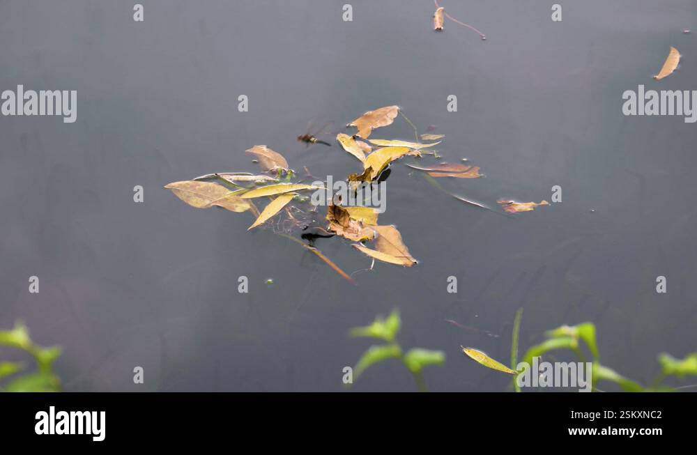 Slow motion shot of a dragonfly flying low above the West Lake in ...