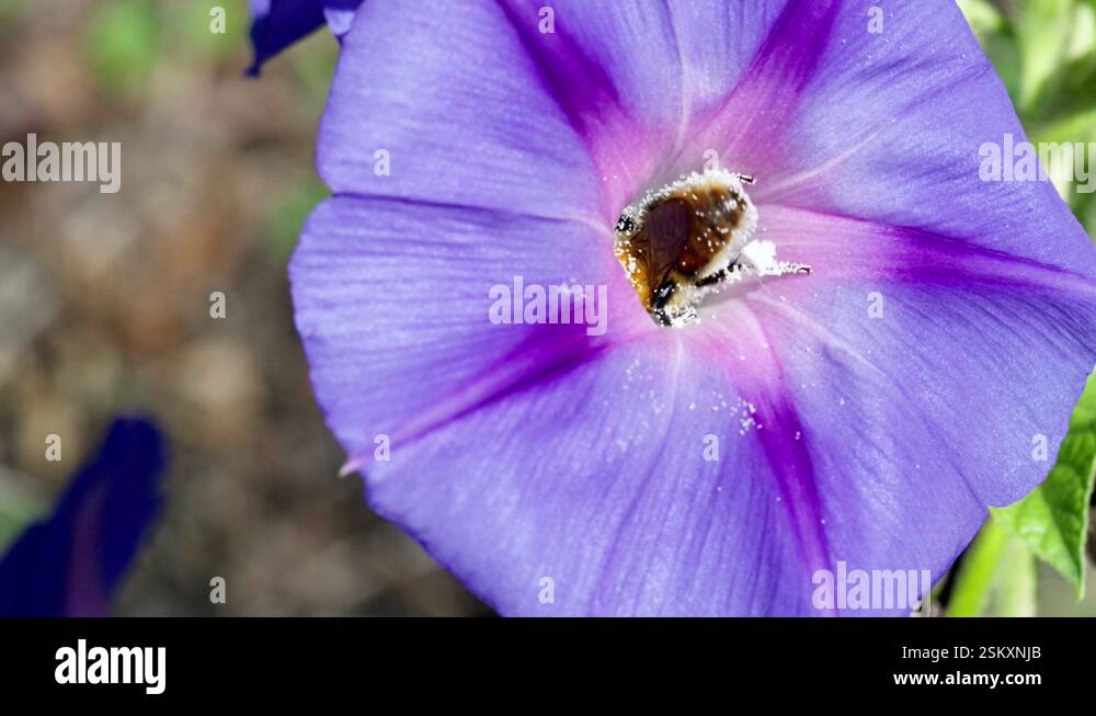 Close-up shot of a bee covered in pollen exiting a Purple Ipomoea ...