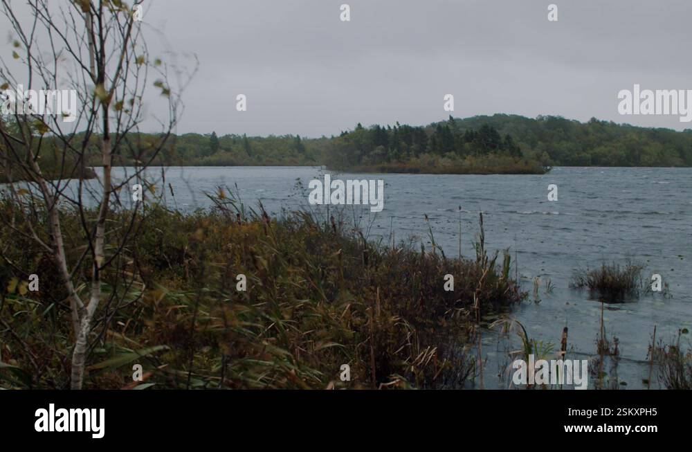 Strong Hurricane and Heavy Winds Bend Trees on an Island Lake in ...
