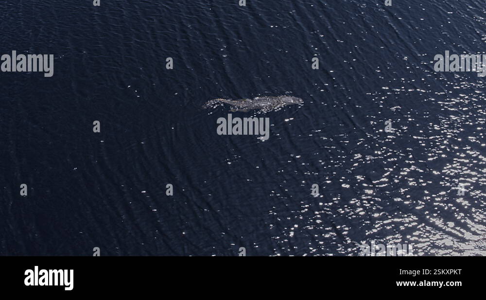 4K Overhead Alligator Glide: Smooth Left to Right Swim in Swamp Stock ...