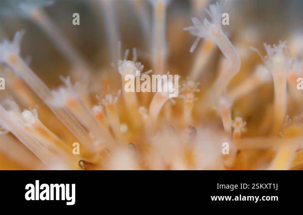 Macro footage of Hydractinia sp. hydrozoa. Colonies of this ...
