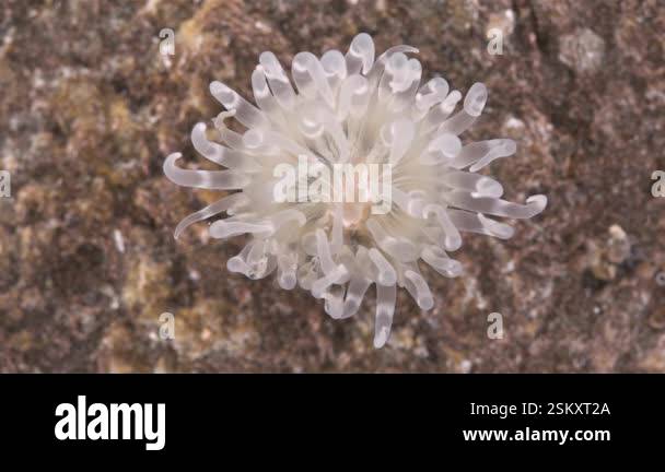 Close-up of a silver-spotted anemone (Aulactinia stella). This specimen ...