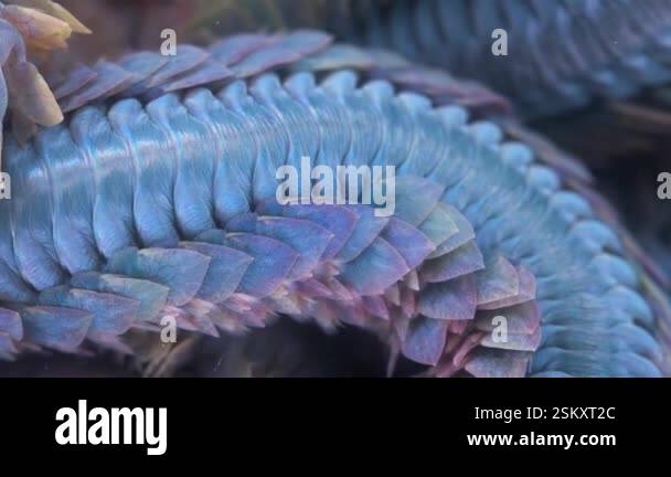 Macro footage of a tangle of king ragworms (Alitta virens). This is a ...