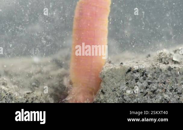 Blow lugworm (Arenicola marina) burrowing in sand. The red branched ...