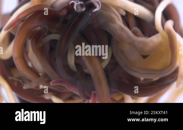 Lineus viridis Stock Videos & Footage - HD and 4K Video Clips - Alamy