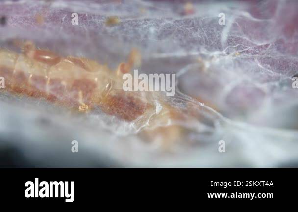 Macro footage of webspinners (Embia savignyi) in their gallery. These ...