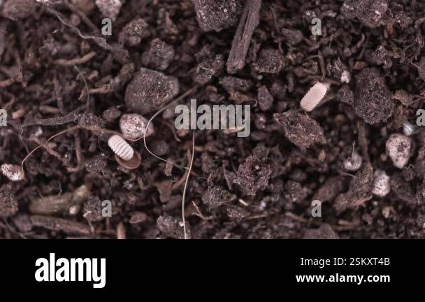 Macro footage of pill millipedes (family Glomeridae). Millipedes are ...