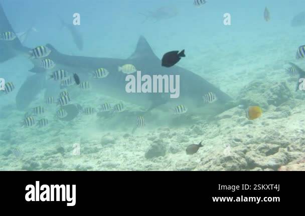 Tiger shark (Galeocerdo cuvier) search for prey surrounded by schools ...