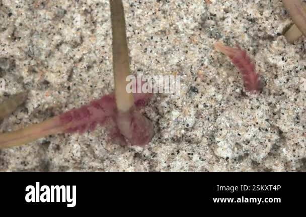 Colony of blow lugworms (Arenicola marina) burrowing in sand. These ...