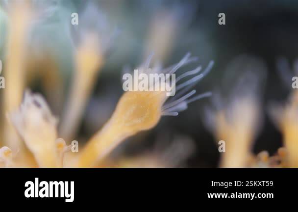 Macro footage of Hydractinia sp. hydrozoa. Colonies of this ...