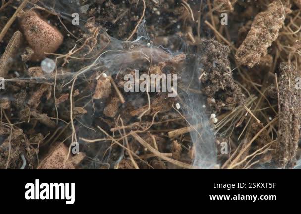 Macro footage of webspinners (Embia savignyi) in their gallery. These ...