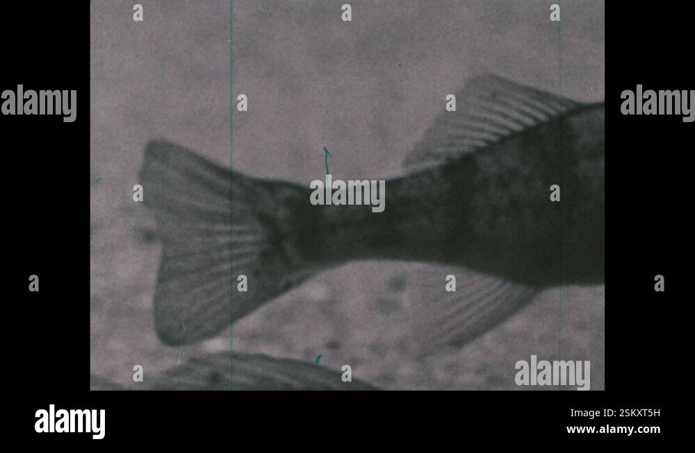 1960s: Drawing of a fish, demonstration of the swim bladder. Gills ...