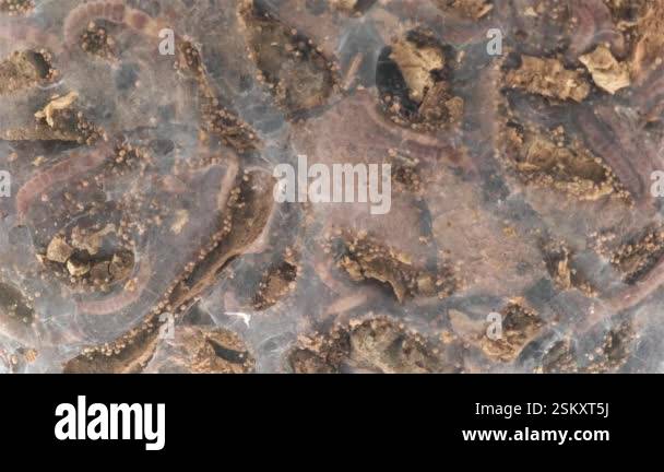 Time-lapse macro footage of webspinners (Embia savignyi) in their ...