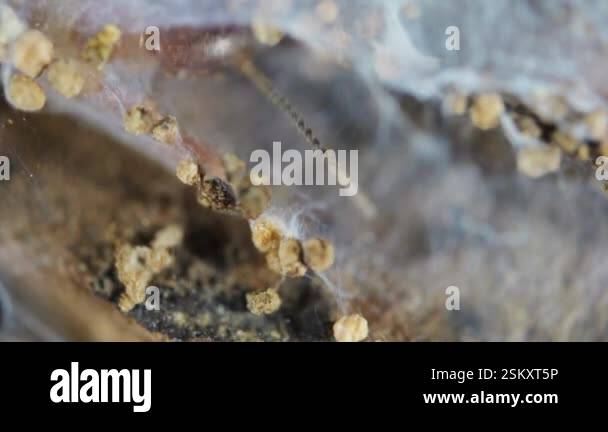Macro footage of a webspinner (Embia savignyi) in its gallery. This ...