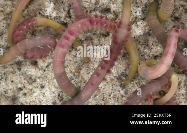 Colony of blow lugworms (Arenicola marina) burrowing in sand. These ...