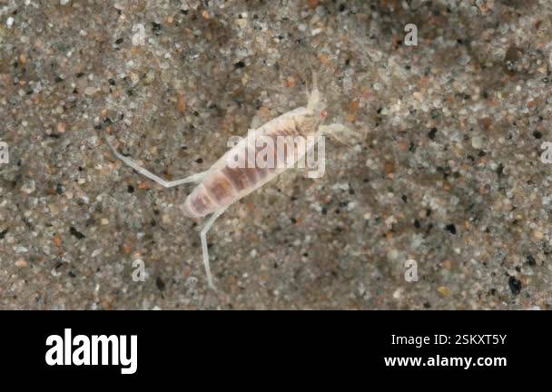 Crustacean in the sea Stock Videos & Footage - HD and 4K Video Clips ...