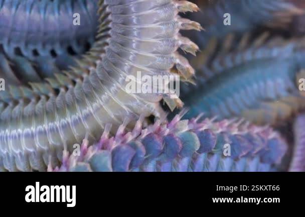 Macro footage of a tangle of king ragworms (Alitta virens). This is a ...