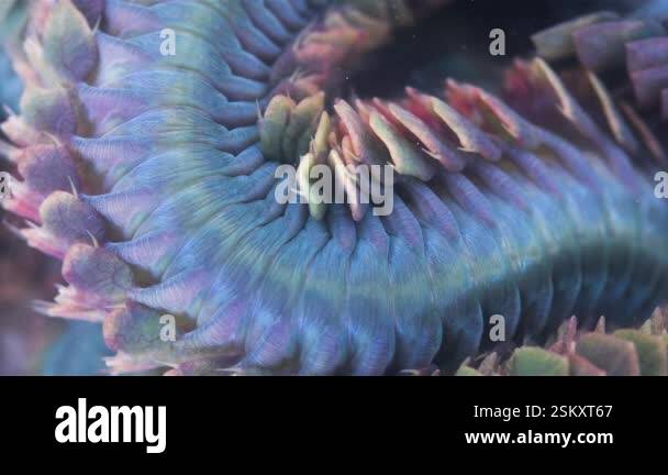Macro footage of king ragworms (Alitta virens). This is a marine ...