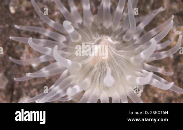 Close-up of a silver-spotted anemone (Aulactinia stella). This specimen ...