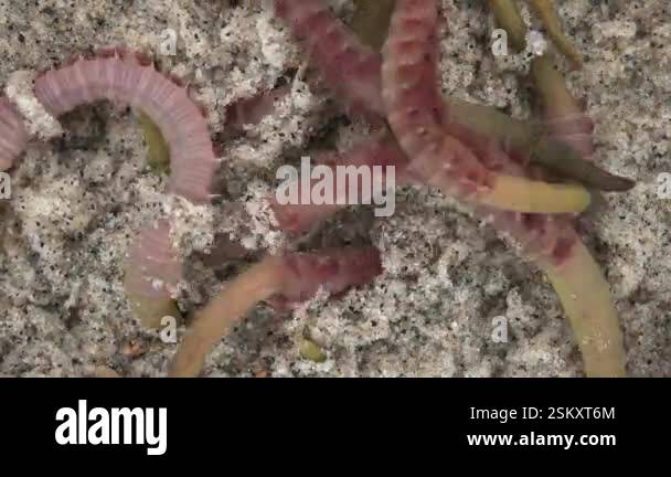 Time-lapse footage of a colony of blow lugworms (Arenicola marina ...