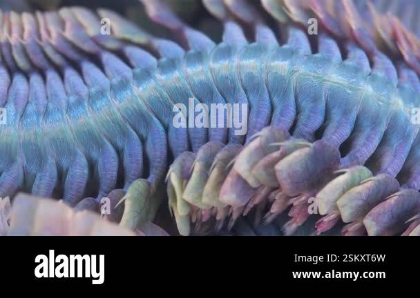Macro footage of a tangle of king ragworms (Alitta virens). This is a ...