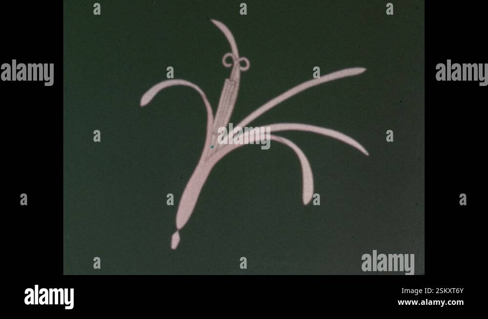 1960s: A single dandelion flower. An animation drawing of dandelion ...