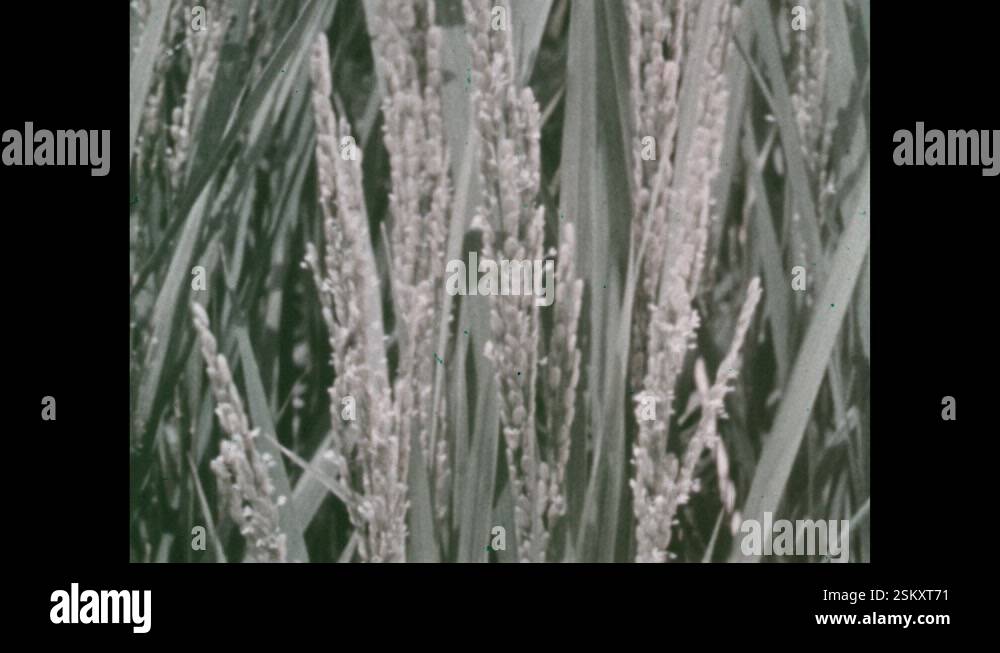 1960s: Flowers of rice plant. Stamens and stigmas shown. Pollen in the ...