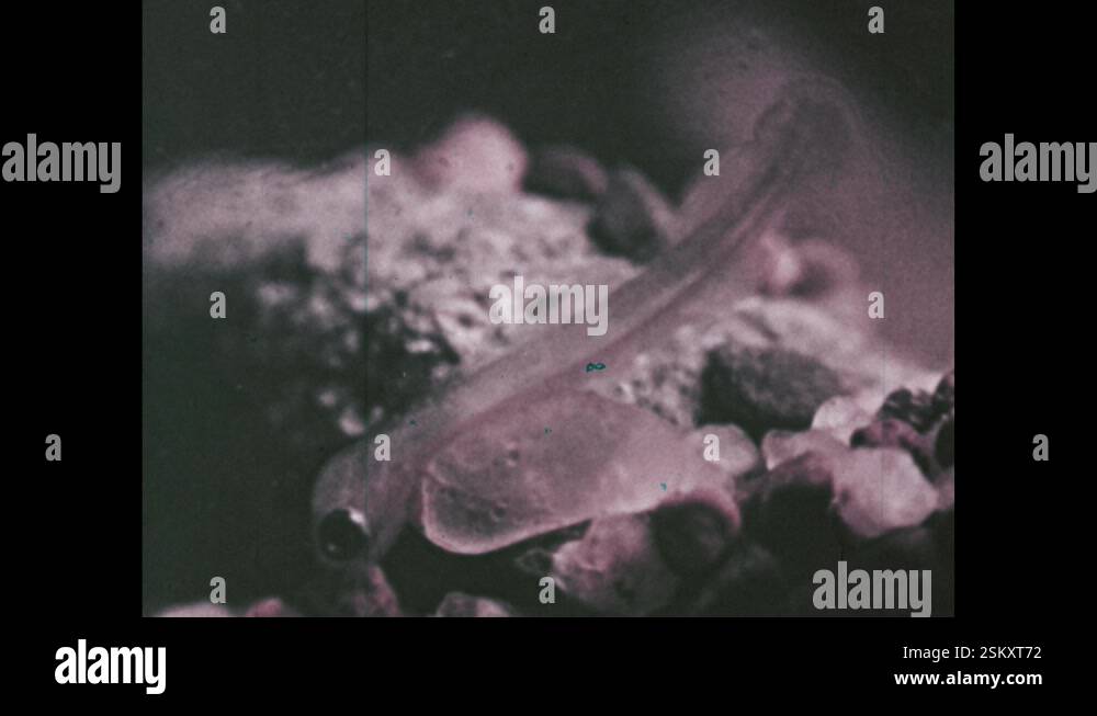 1960s: Fish making a nest on the surface of the water. Guppies swimming ...