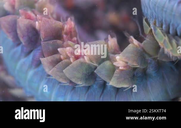 Macro footage of king ragworms (Alitta virens). This is a marine ...