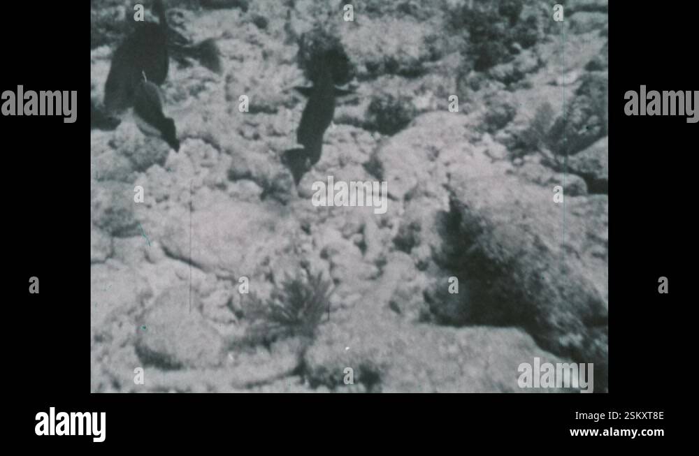 1960s: Shiny flat fish swimming around. Fish of various shapes and ...