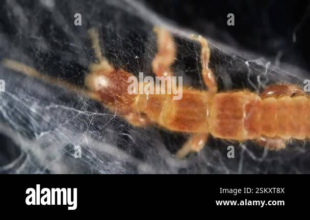 Macro footage of a webspinner (Embia savignyi) in its gallery. This ...