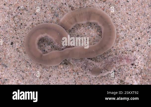 Macro footage of a ribbon worm (Cerebratulus sp.) burrowing in sand ...