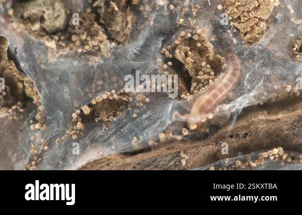 Time-lapse macro footage of webspinners (Embia savignyi) in their ...