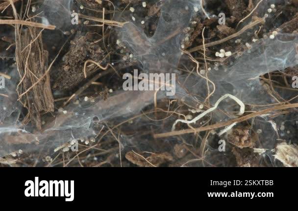 Macro footage of webspinners (Embia savignyi) in their gallery. These ...