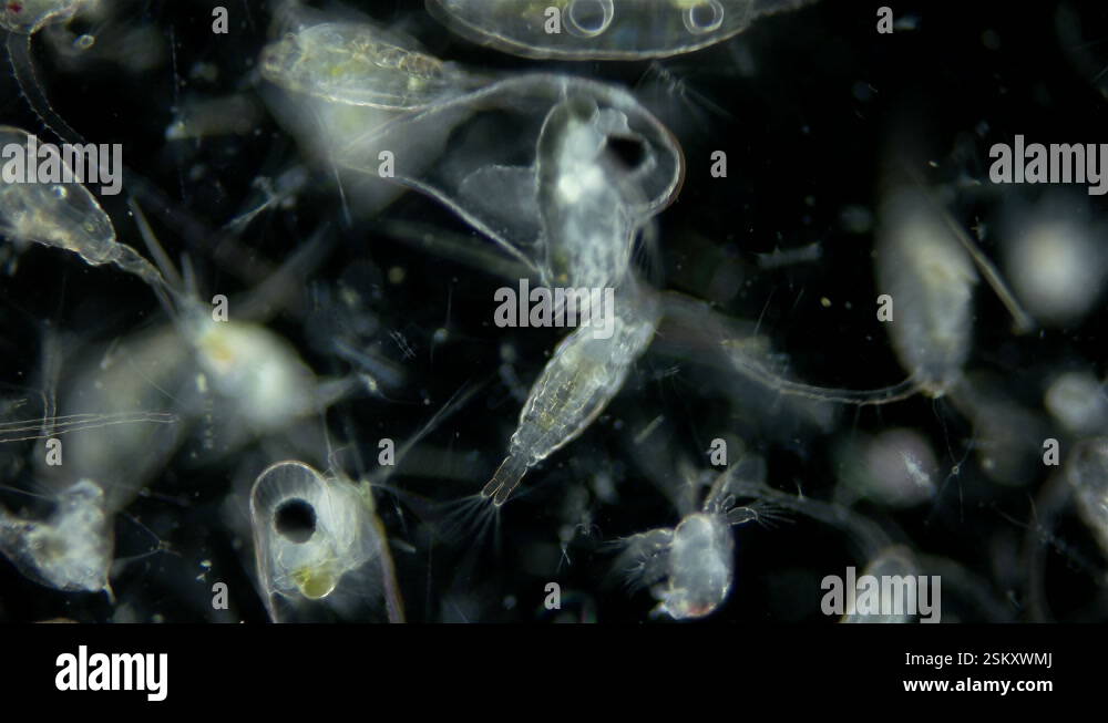 Zooplankton and plankton of White Sea under a microscope Stock Video ...