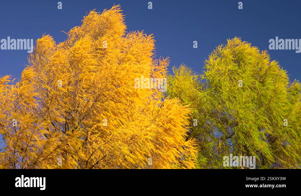Beautiful golden spruce trees autumns with background blue sky 4K Stock ...