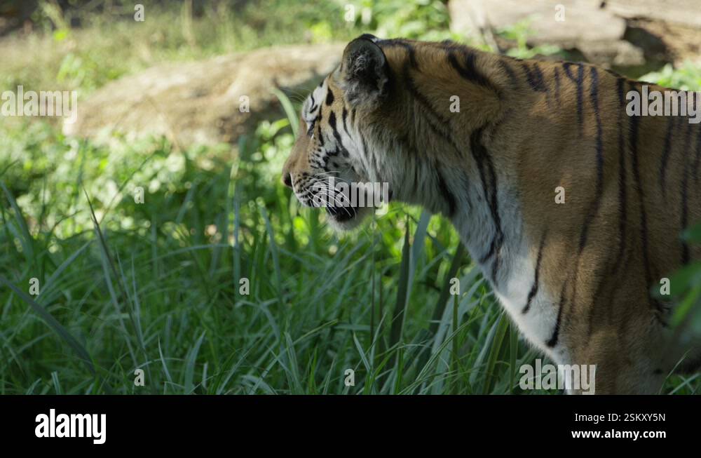A tiger runs and looks around, warm and sunny day, nature and jungle ...