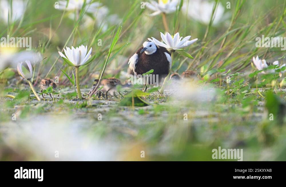 Pheasant tailed Jacana Hiding Chicks under Wings to save them from ...