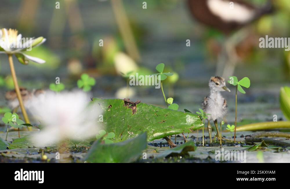 Chicks of Pheasant tailed Jacana Feeding along with father Stock Video ...