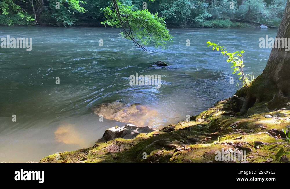 River flows swiftly down stream, sunlight breaks through tree canopy ...