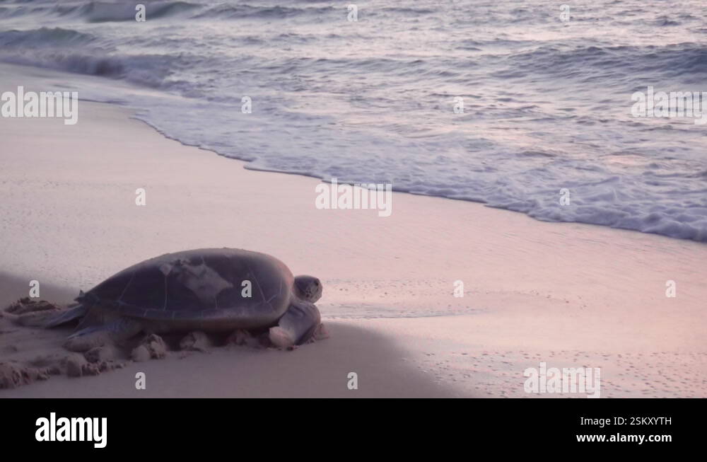 Turtle going in ocean early morning beach of Gulf of Oman Stock Video ...