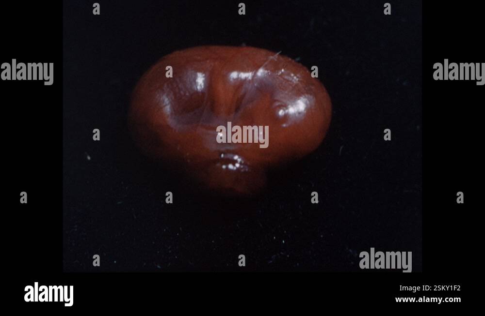 Animal fetus Stock Videos & Footage - HD and 4K Video Clips - Alamy