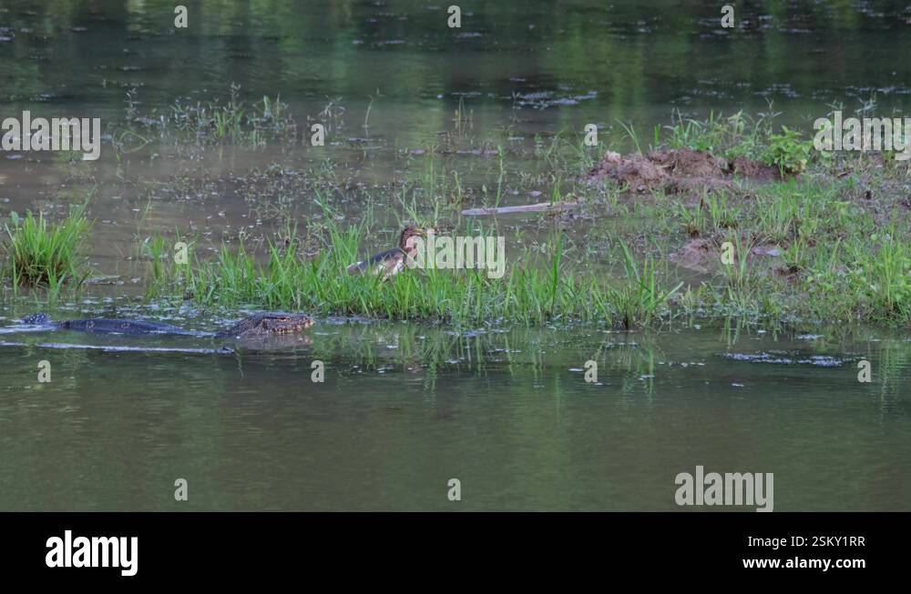 Being staleked by a monitor lizard at a pond in the jungle, Chinese ...
